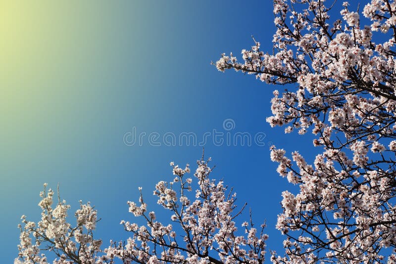 Spring Flowering Branch in the Forest Close Up Stock Image - Image of ...