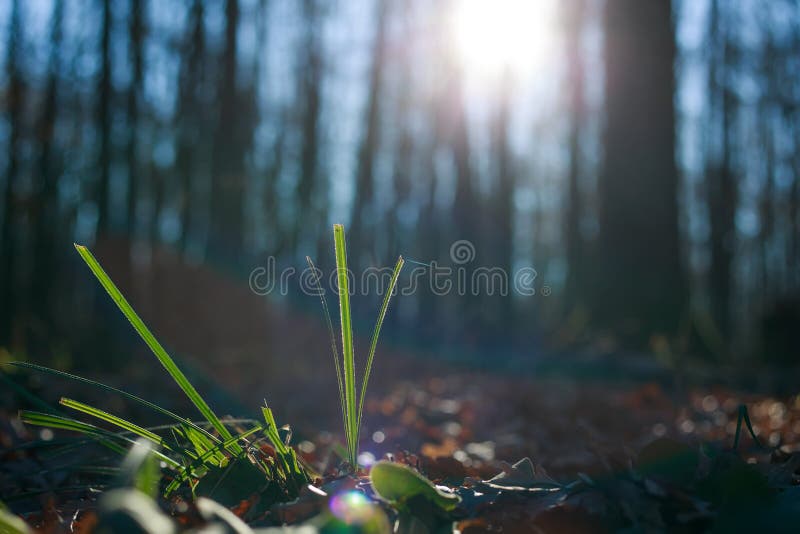 Spring Concept. Sprout of Grass in the Sunlight Stock Image - Image of ...