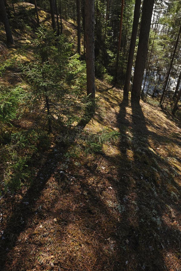 Spring in the Coniferous Forest Stock Photo - Image of green, pine ...