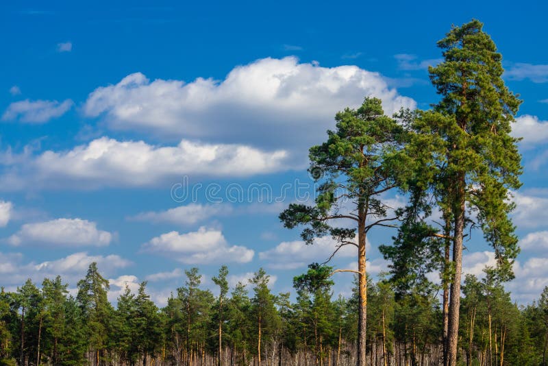 Spring Coniferous Forest Sunny Day Blue Sky Stock Photo - Image of ... Spring Coniferous Forest Sunny Day Blue Sky Stock Photo - Image of ...