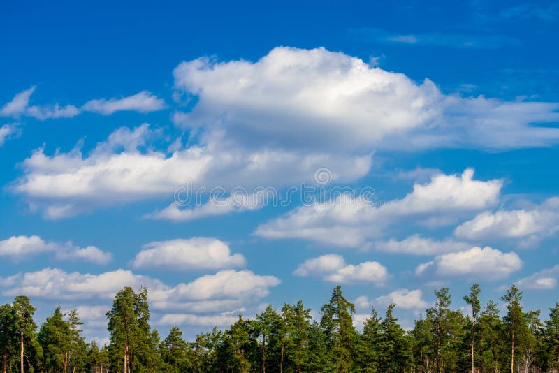 Spring Coniferous Forest Sunny Day Blue Sky Stock Image - Image of ... Spring Coniferous Forest Sunny Day Blue Sky Stock Image - Image of ...