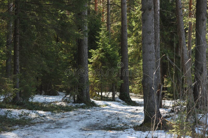 Spring in the Coniferous Forest Stock Photo - Image of birch, bright ...