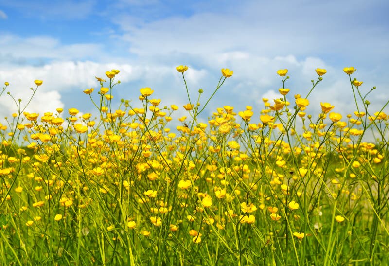Spring contrast stock image. Image of bloom, floristic - 14357135