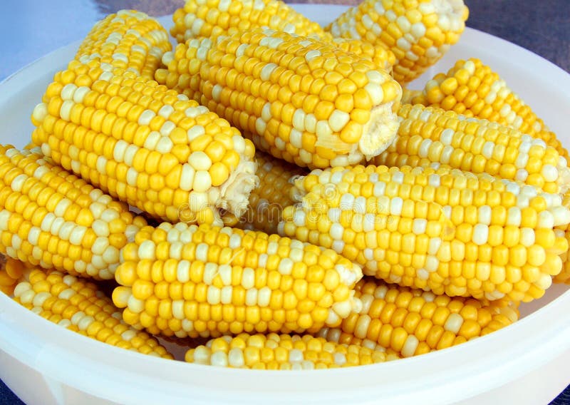 Spring corn stock photo. Image of closeup, corn, food - 2510776