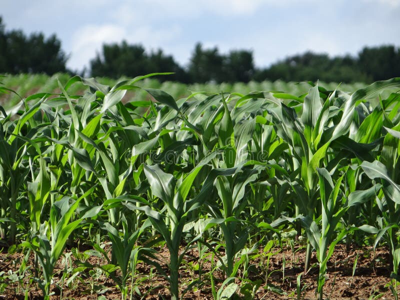 Tennessee Corn Fields Encircled by Rustic Fence an Blue Stock Image ...
