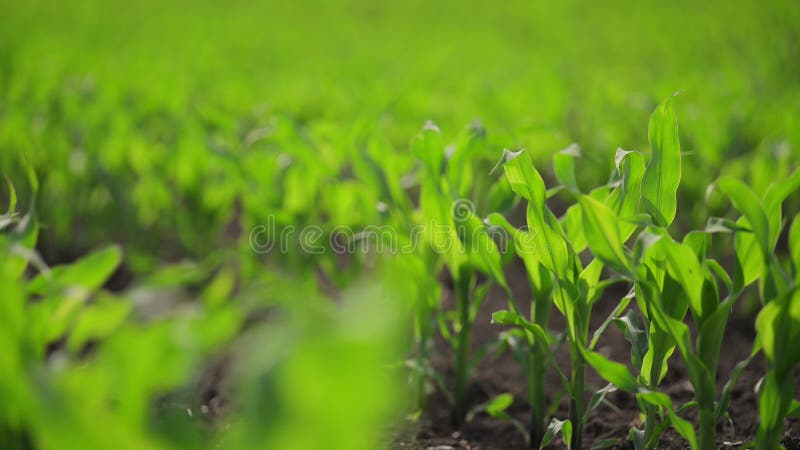 Spring Corn Field with Young Plants Growing Steadily in Slow Motion ...