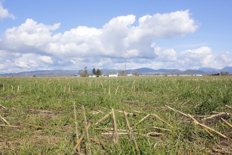 Spring Cornfield stock photo. Image of springtime, angle - 39022136