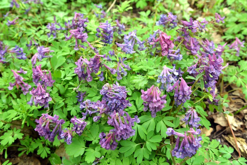 In Spring, Corydalis Blooms in the Forest Stock Image - Image of bloom ...
