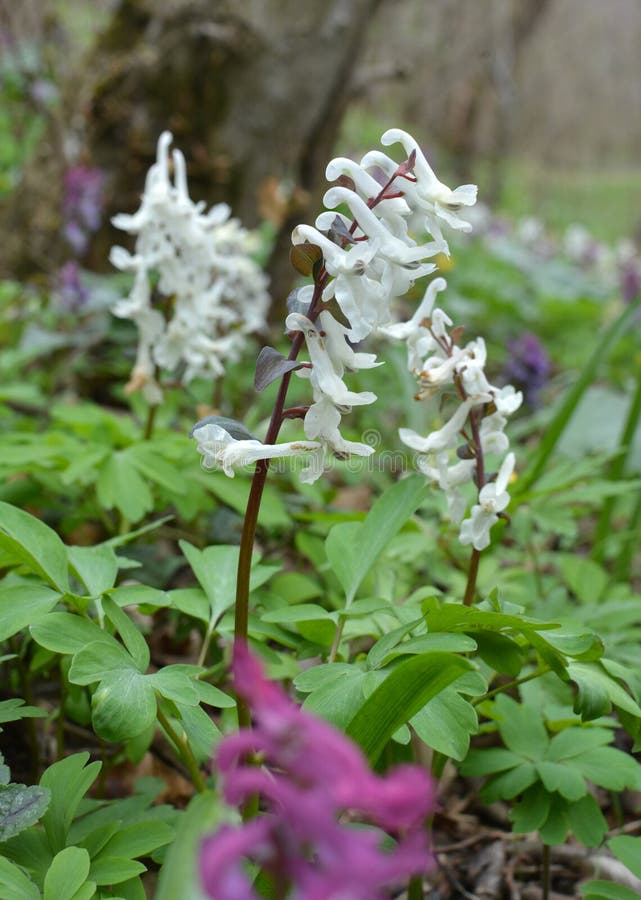 In Spring, Corydalis Blooms in the Forest Stock Photo - Image of cava ...