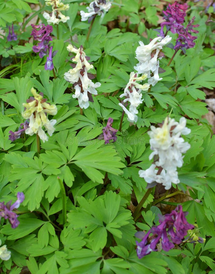 In Spring, Corydalis Blooms in the Forest Stock Photo - Image of ...