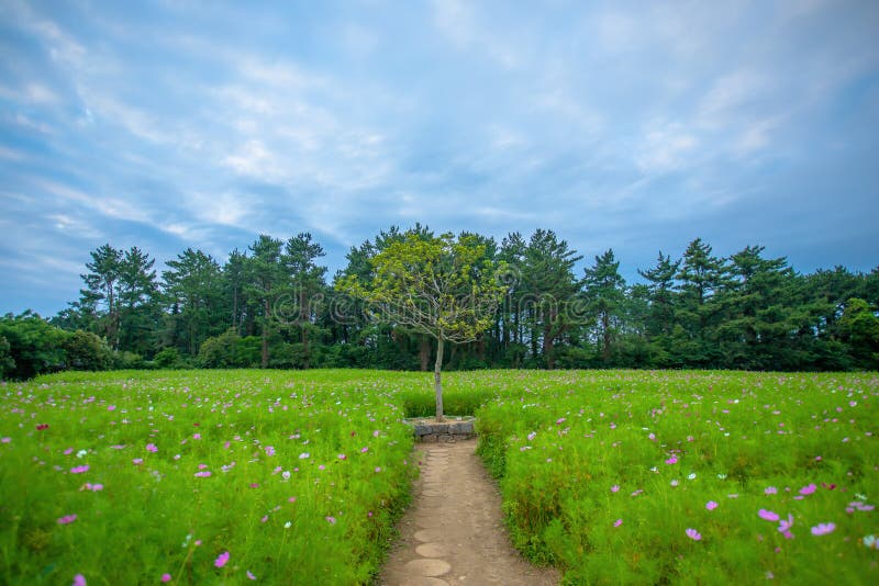 Spring Cosmos Flower Field with Path Way and Tree in the Middle Stock ...