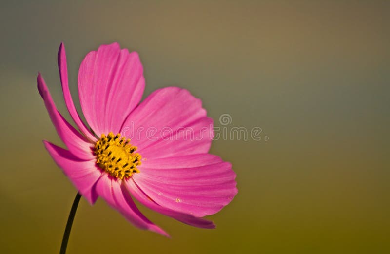 Spring Cosmos Portrait Picture. Image: 10131797