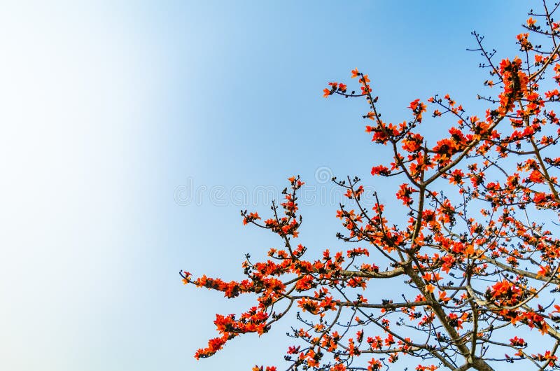 Spring Cotton Flower Background and Texture Stock Photo - Image of ...