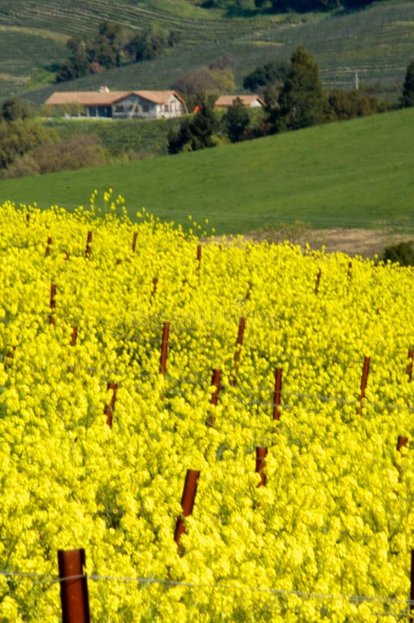 Spring in the Country stock image. Image of valley, california - 13788675