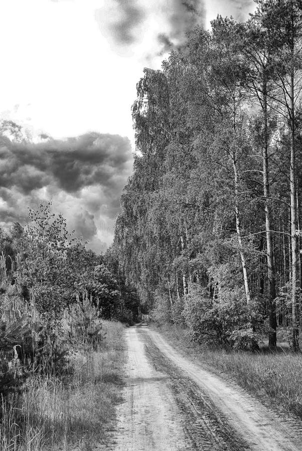 Spring Country Road through a Green Forest Stock Image - Image of green ...