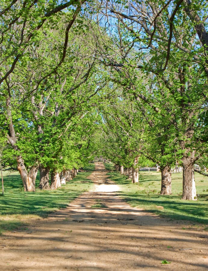 Long Tree Lined Driveway stock photo. Image of gravel - 25915364