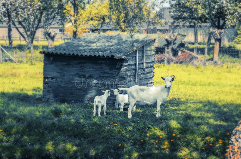 Spring country side stock image. Image of spring, country - 30987941