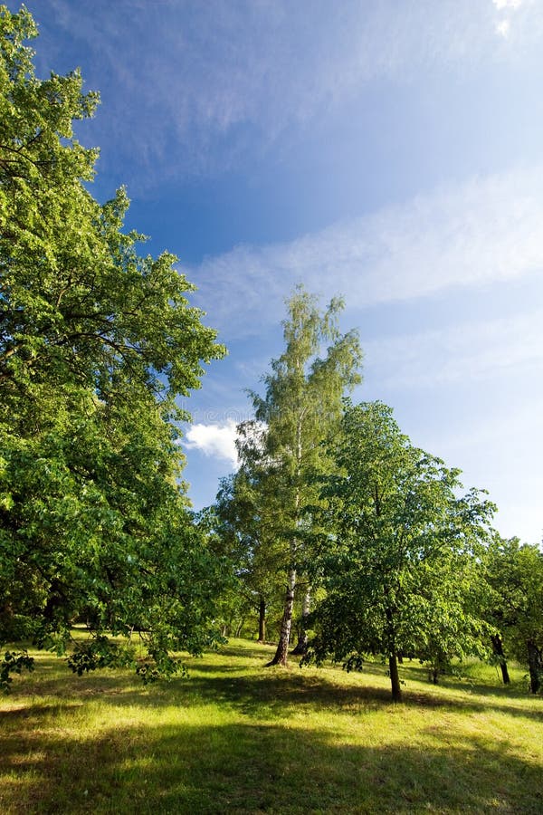 Spring countryside stock image. Image of park, forest - 25185613