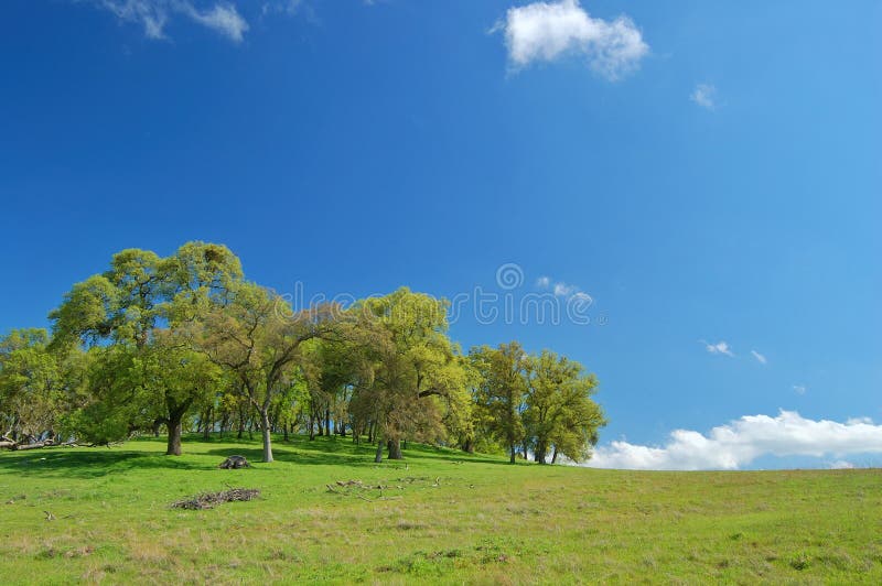 Spring countryside stock image. Image of idyllic, flora - 901187