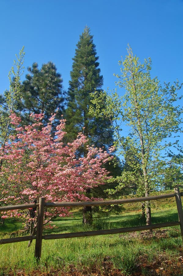 Spring countryside stock photo. Image of rural, spring - 901214