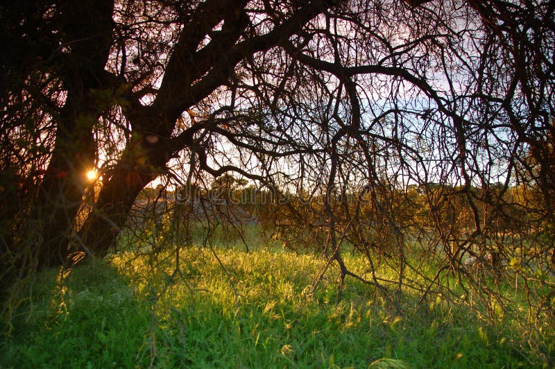 Spring countryside stock photo. Image of field, springtime - 901226