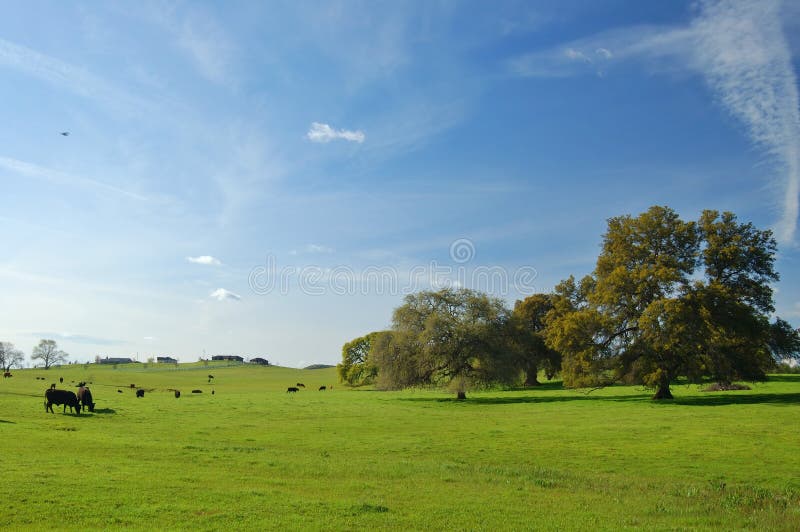 Spring countryside stock photo. Image of tree, summer, field - 901276
