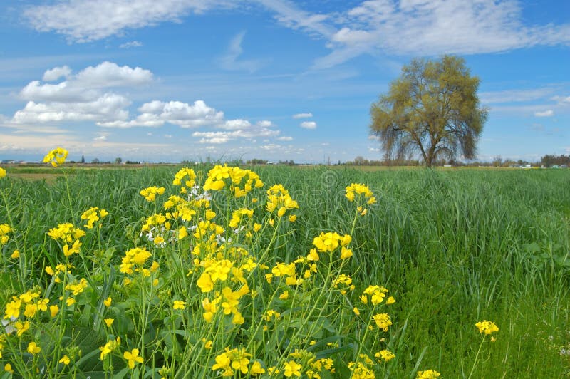 Spring countryside stock image. Image of grass, farmland - 901371