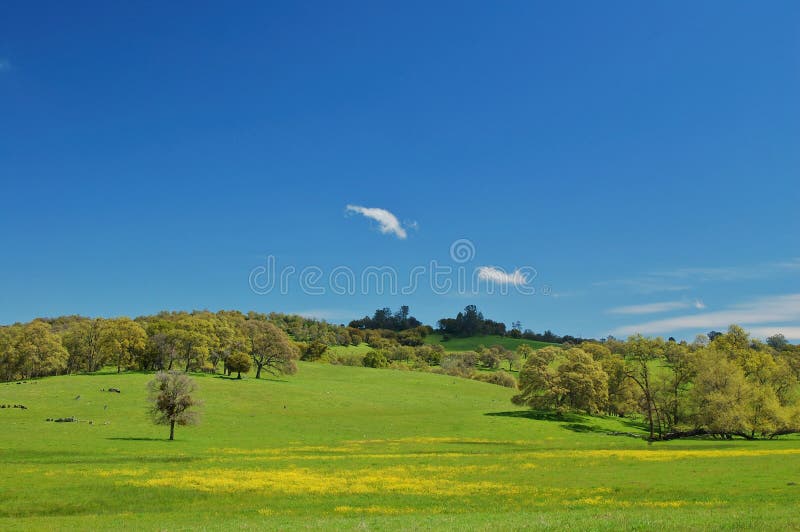 Spring countryside stock photo. Image of summer, flora - 901376