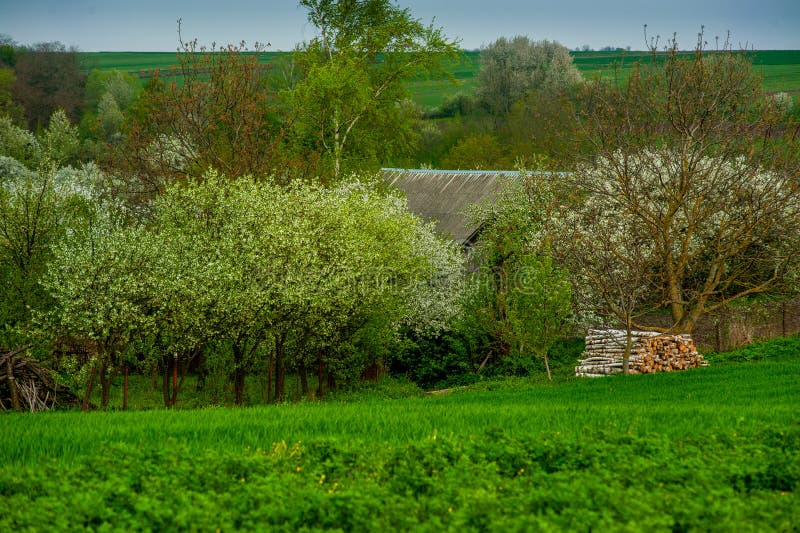 Spring in the Countryside. Blooming Tree in Spring Against the Backdrop ...