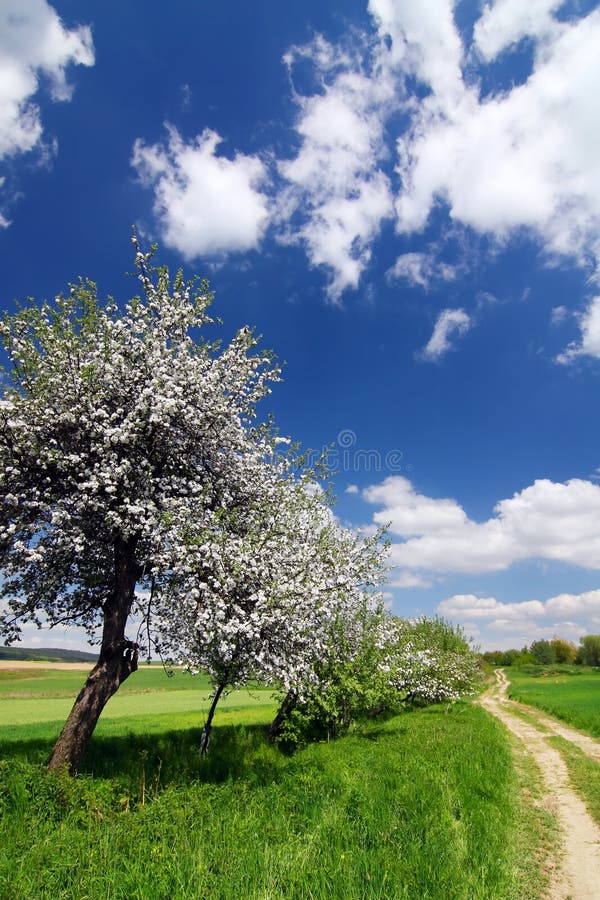 Blooming tree stock photo. Image of horizontal, forest - 4648896