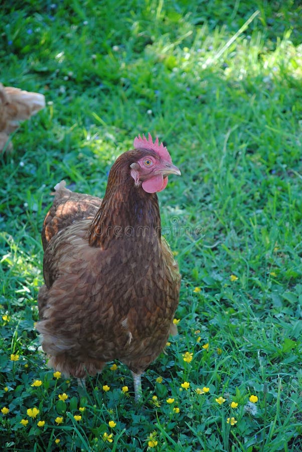 Spring in the Countryside - Brown Hen on the Meadow Stock Photo - Image ...