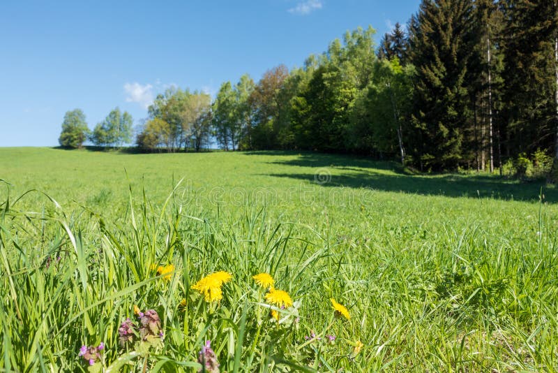 Spring Countryside with Flowers, Meadow, Trees and Blue Sky Stock Image ...