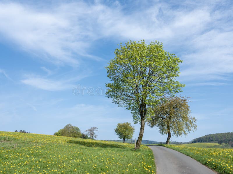 Spring Countryside of German Sauerland with Blooming Fields of ...