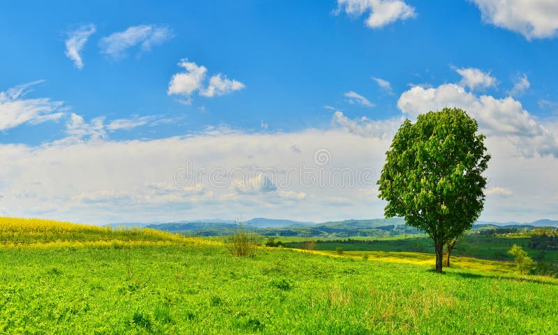 Spring countryside stock image. Image of sunny, meadow - 55657019