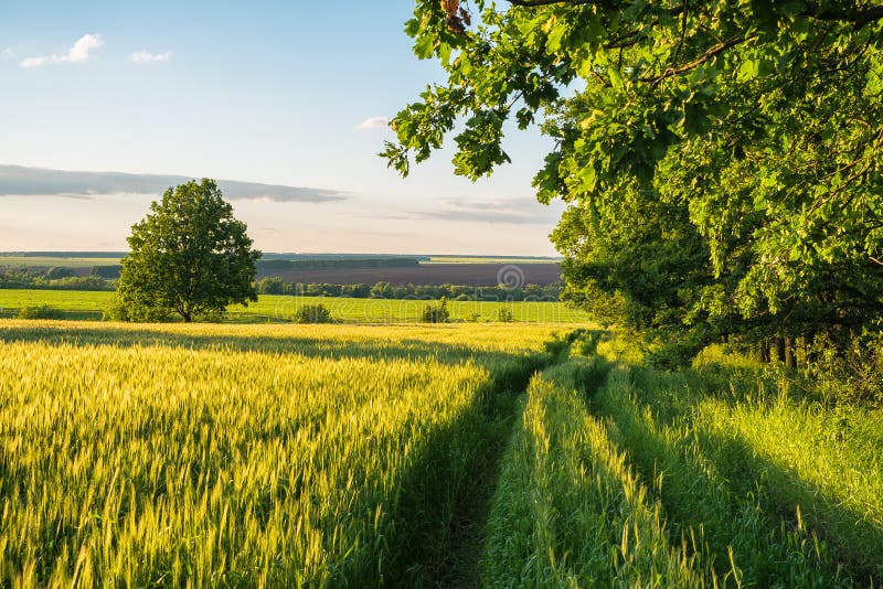 Spring Countryside Landscape on a Sunny Evening Stock Photo - Image of ...