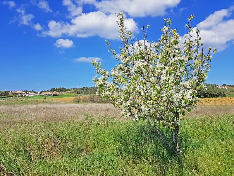 Spring in the Countryside from Portugal Stock Image - Image of grass ...