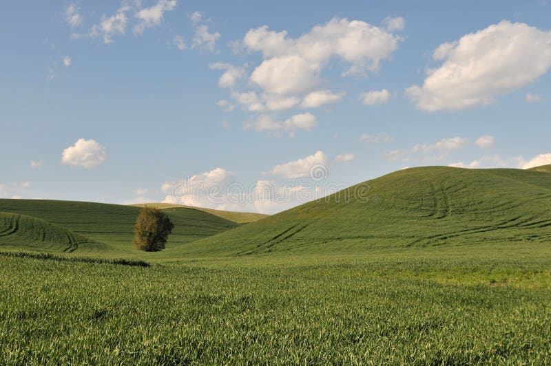 Spring Countryside Scene in Colfax Stock Photo - Image of agriculture ...