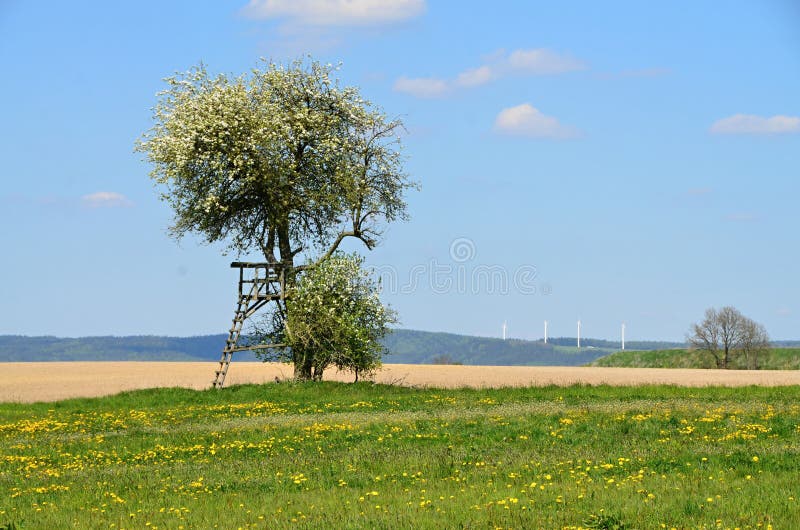 Spring Countryside with Trees in Bloom among the Fields, Stock Photo ...