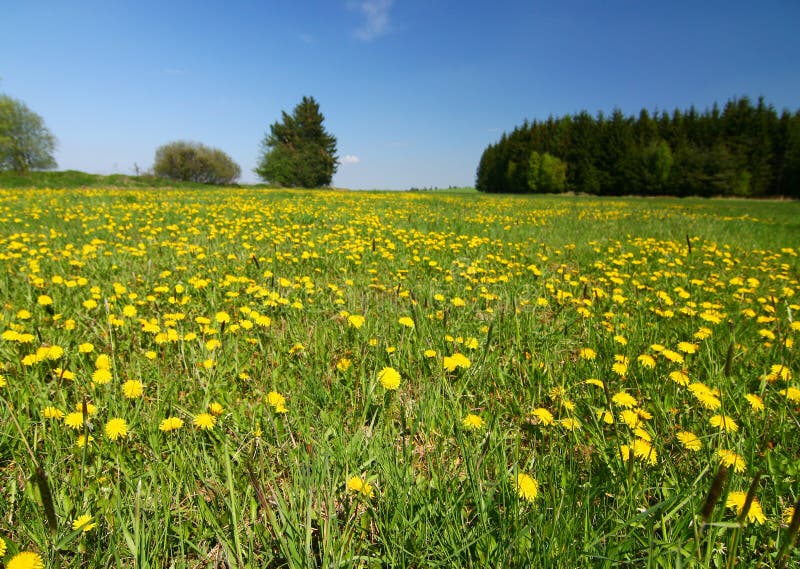 Texas Hill Country Pasture stock photo. Image of pasture - 504906