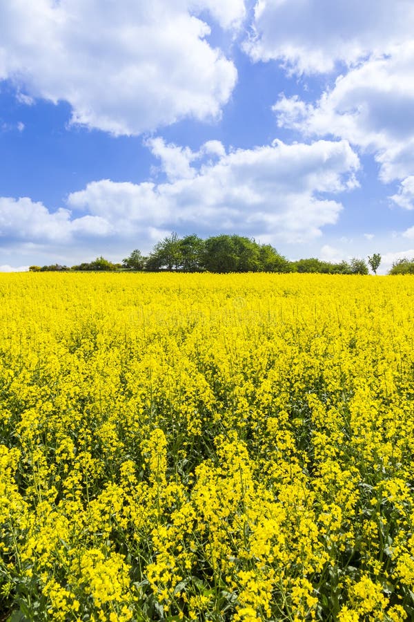 Spring Countryside of Yellow Rapeseed Fields in Bloom Stock Image ...