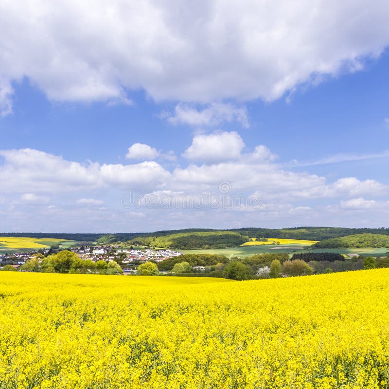 Spring Countryside of Yellow Rapeseed Fields in Bloom Stock Photo ...