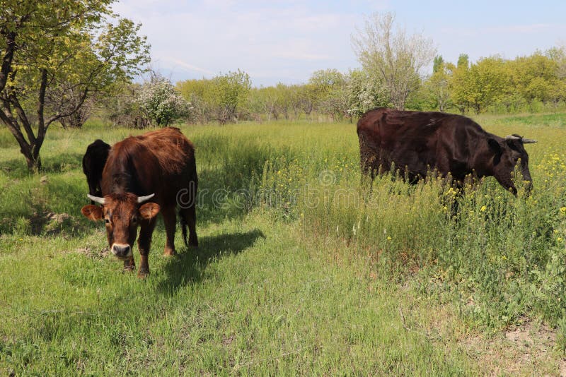 Cows in the spring pasture stock photo. Image of animal - 177853430