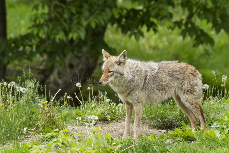 Coyote stock image. Image of standing, fauna, eyes, coyote - 9578263