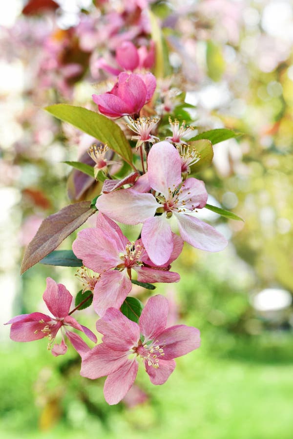 Spring crabapple blossoms stock photo. Image of green - 182847854