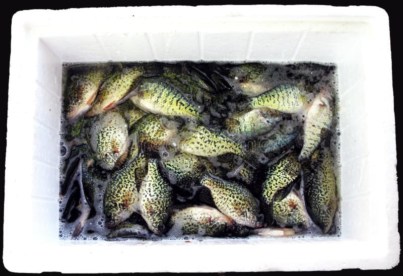 Spring Crappie Catch stock photo. Image of white, styrofoam - 9837874