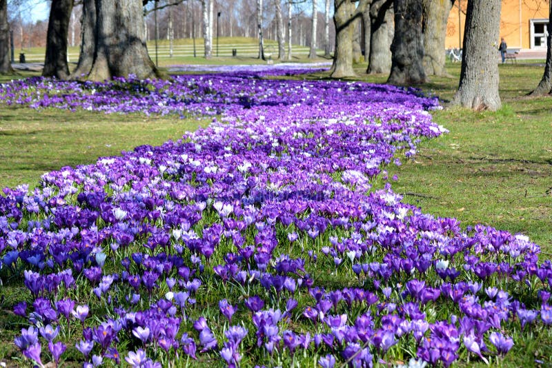 Spring stock image. Image of backgrund, happy, colorful - 69723829