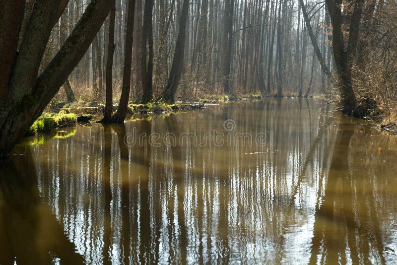 Spring creek stock photo. Image of nature, backlight - 22941748