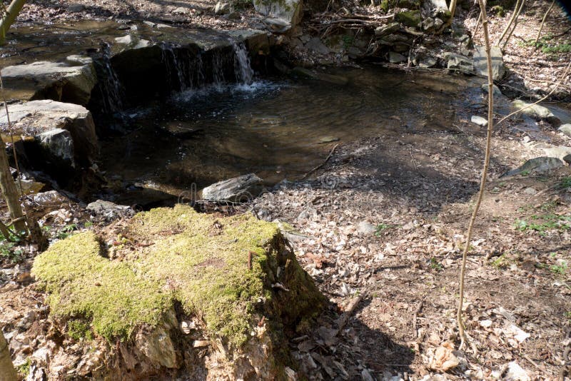 Spring on a Creek in the Forest Stock Image - Image of nature, natural ...