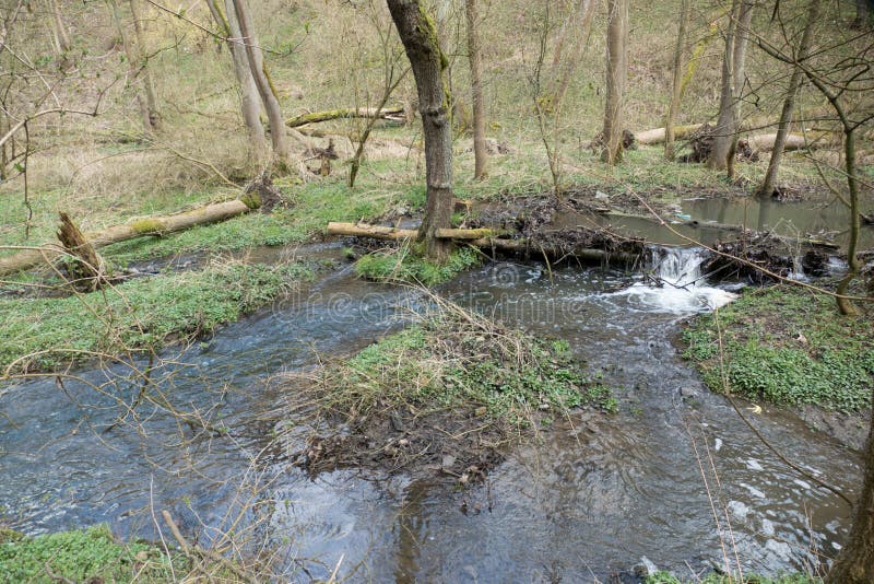 Spring on a Creek in the Forest Stock Photo - Image of river, nature ...