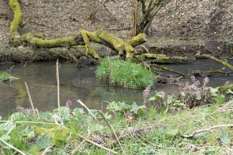 Spring on a Creek in the Forest Stock Photo - Image of creek, rock ...